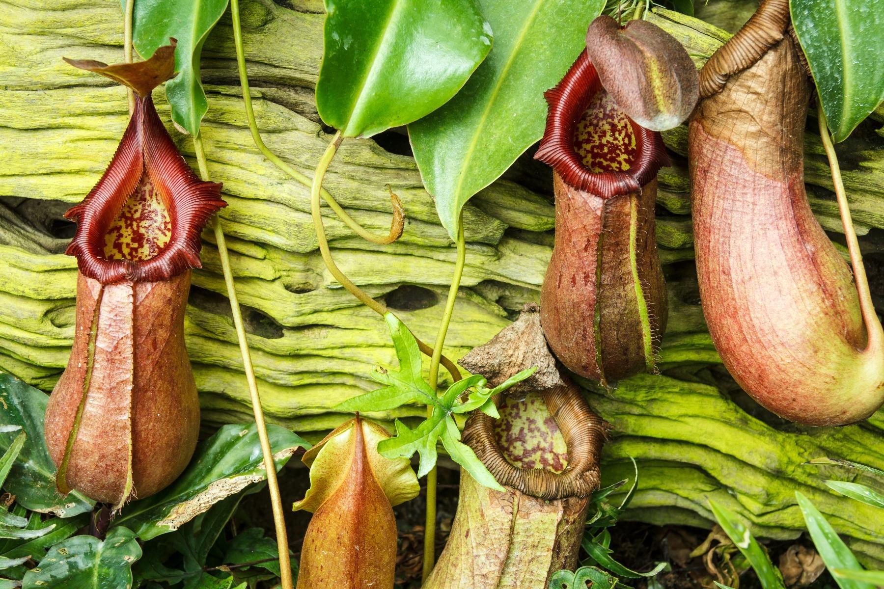Pitcher Plant Inspires A More Slippery Package - DIELINE