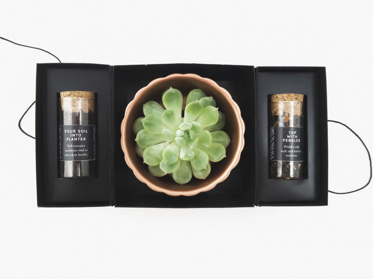 Check Out This Adorable Succulent Planting Kit - DIELINE