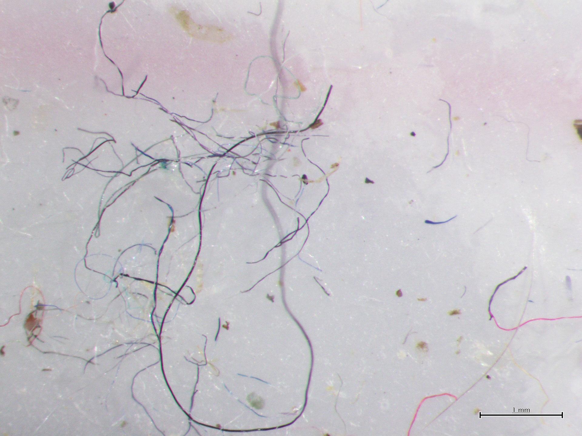 New Study Quantifies How Much Microplastic Clothing Sheds And It's A ...