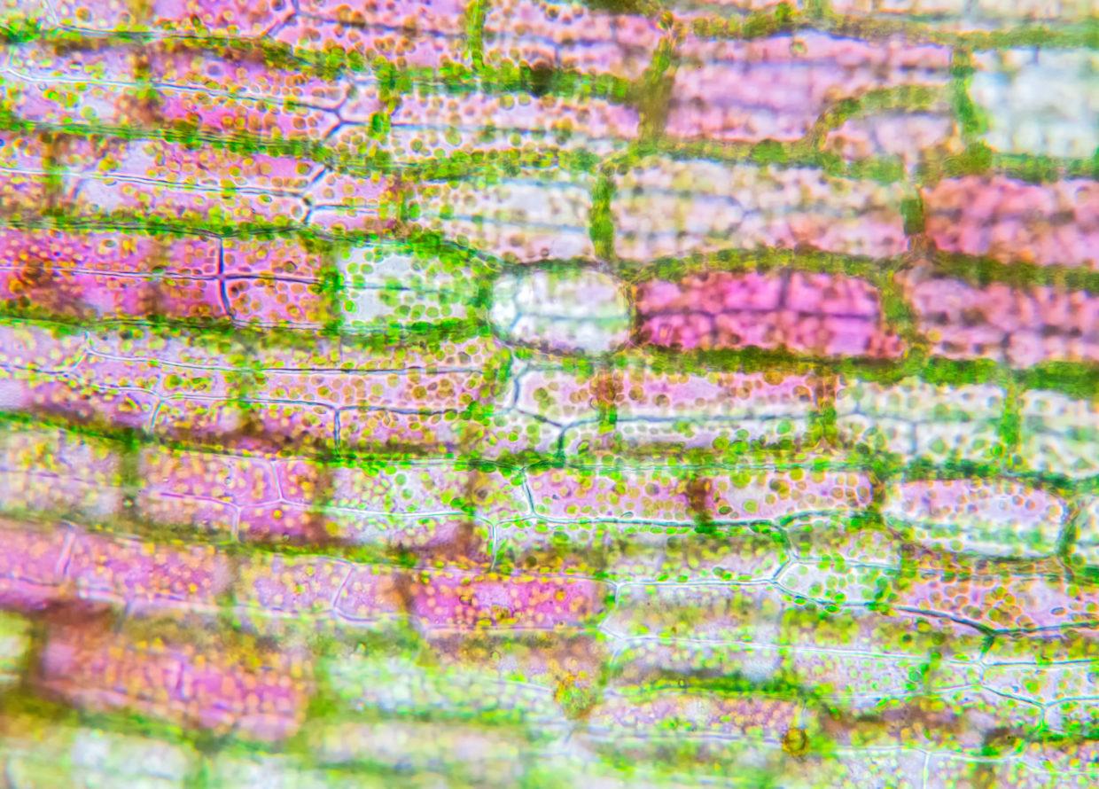 Material Highlight: 'Wood' You Believe Organic Cellulose Is a Viable ...